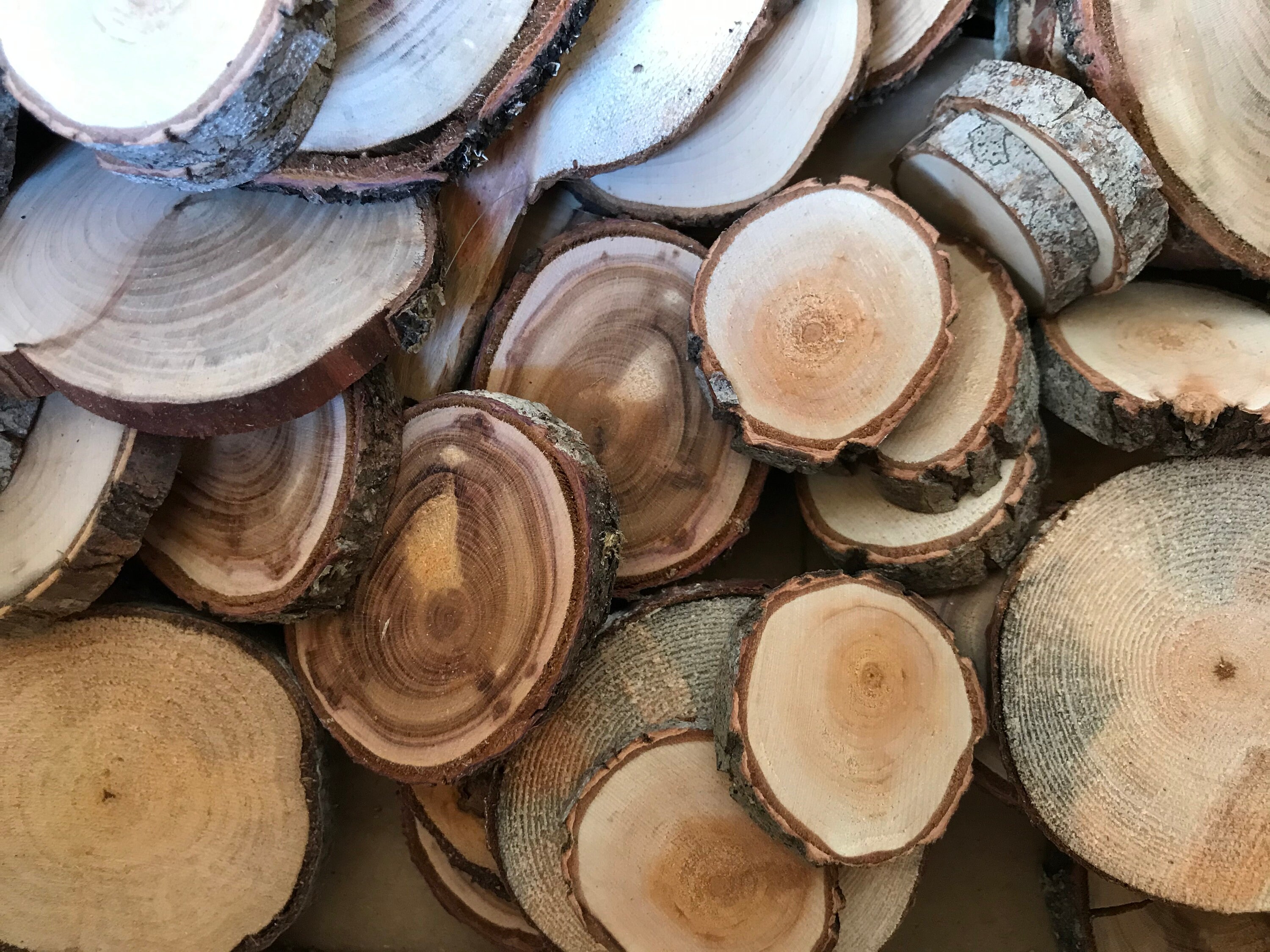 Set of 200 Various Sized Natural Wood Slices Natural Wood | Etsy