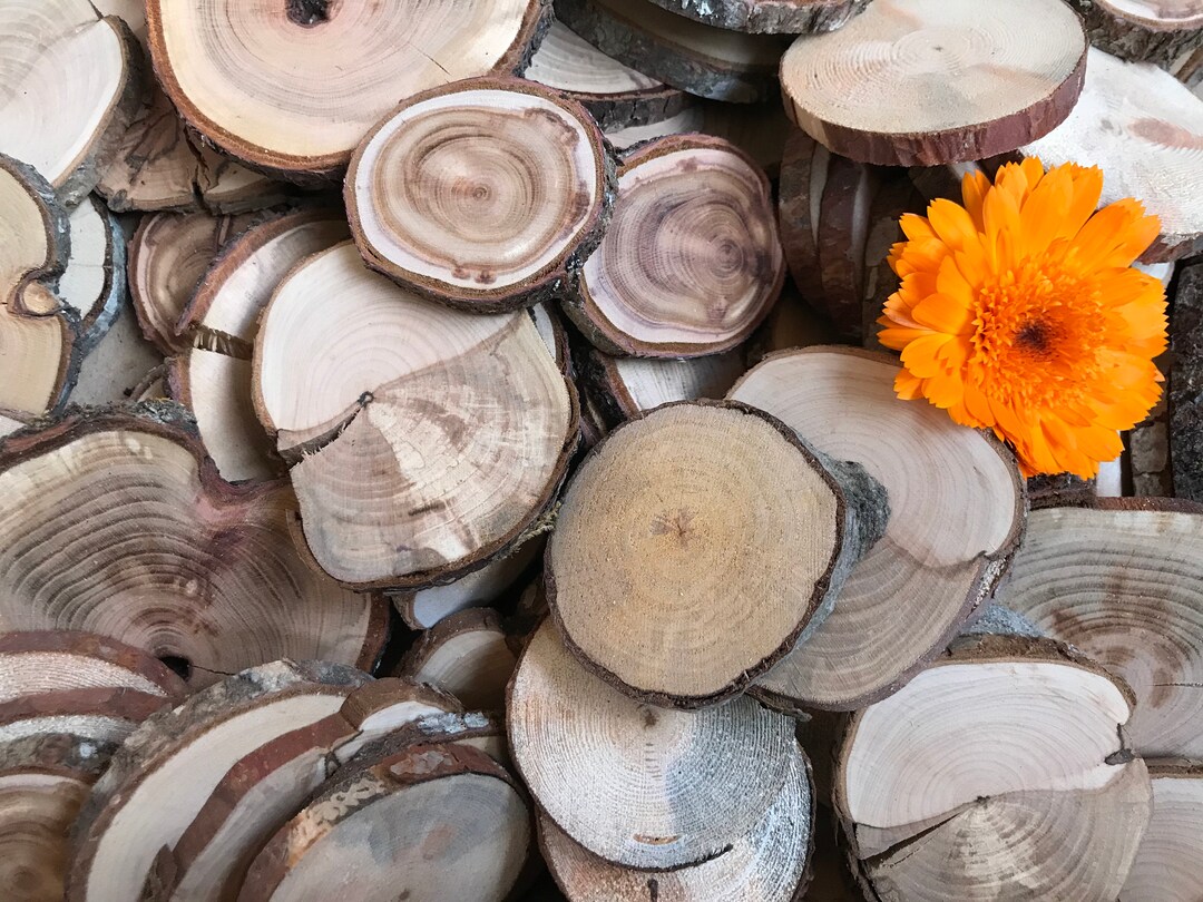 Set of 200 Various Sized Natural Wood Slices, Natural Wood Slices - Etsy