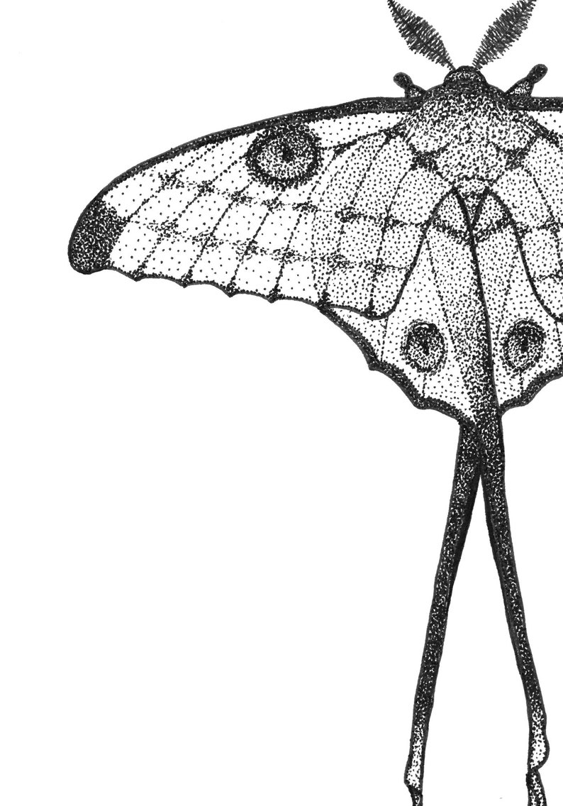 Comet Moth Illustration - Digital Download - Etsy