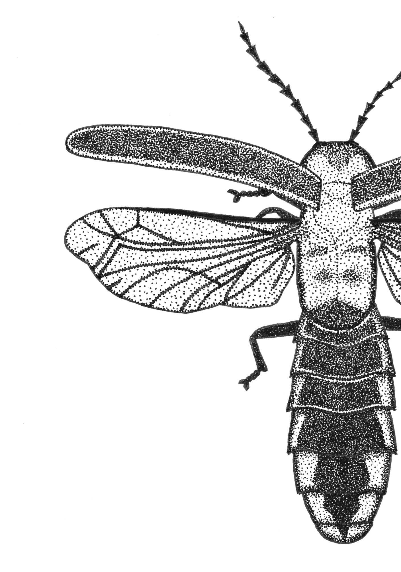 Firefly Drawing Scientific