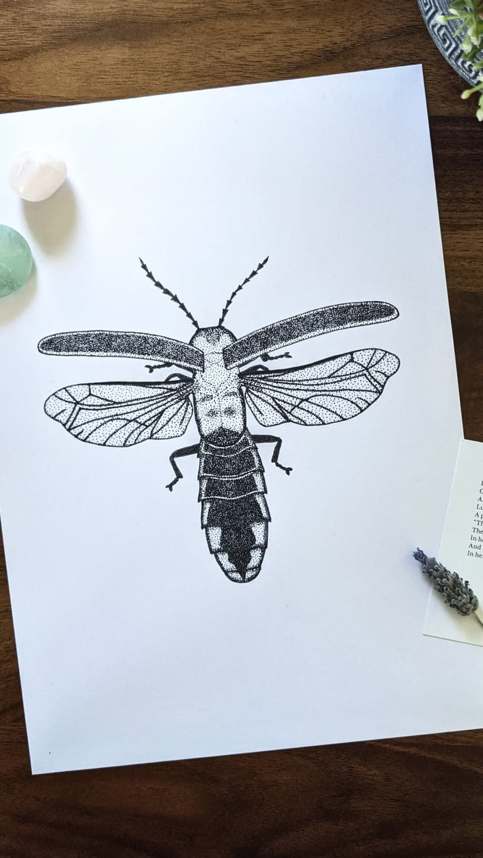 Firefly Drawing Scientific