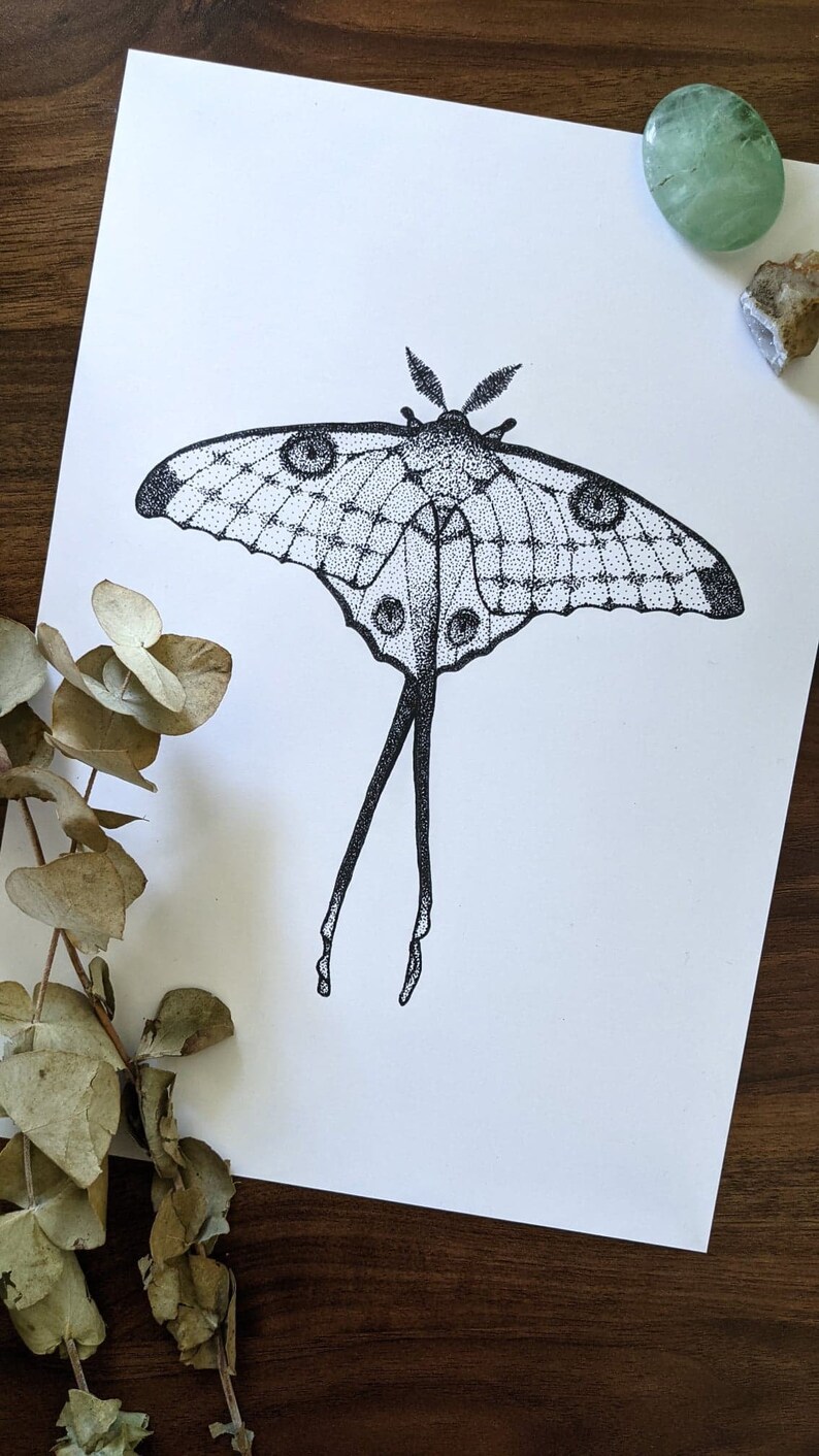 Comet Moth Illustration - Digital Download - Etsy