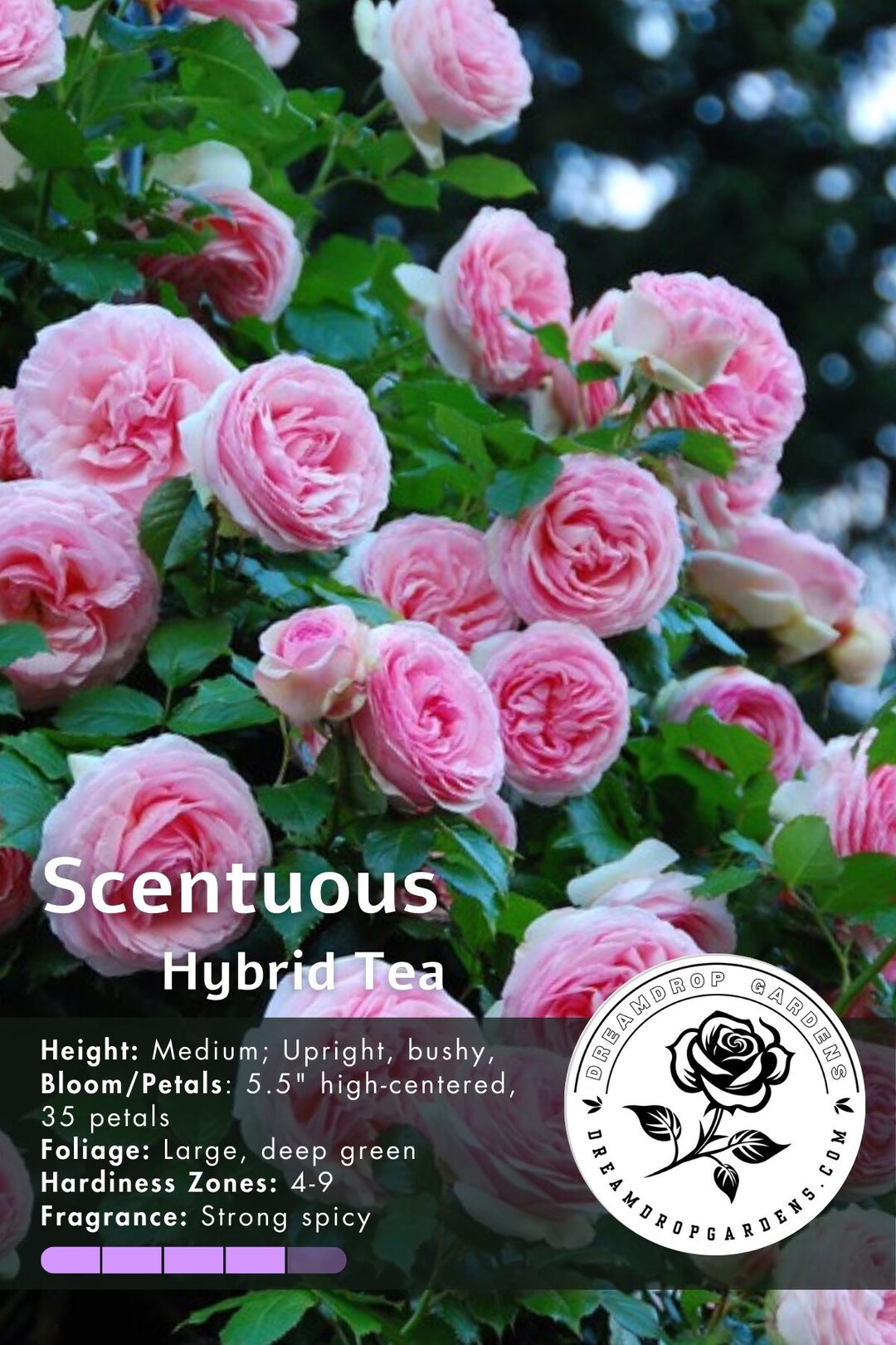 Extremely Fragrant English Rose - Scentuous - Pink - Etsy