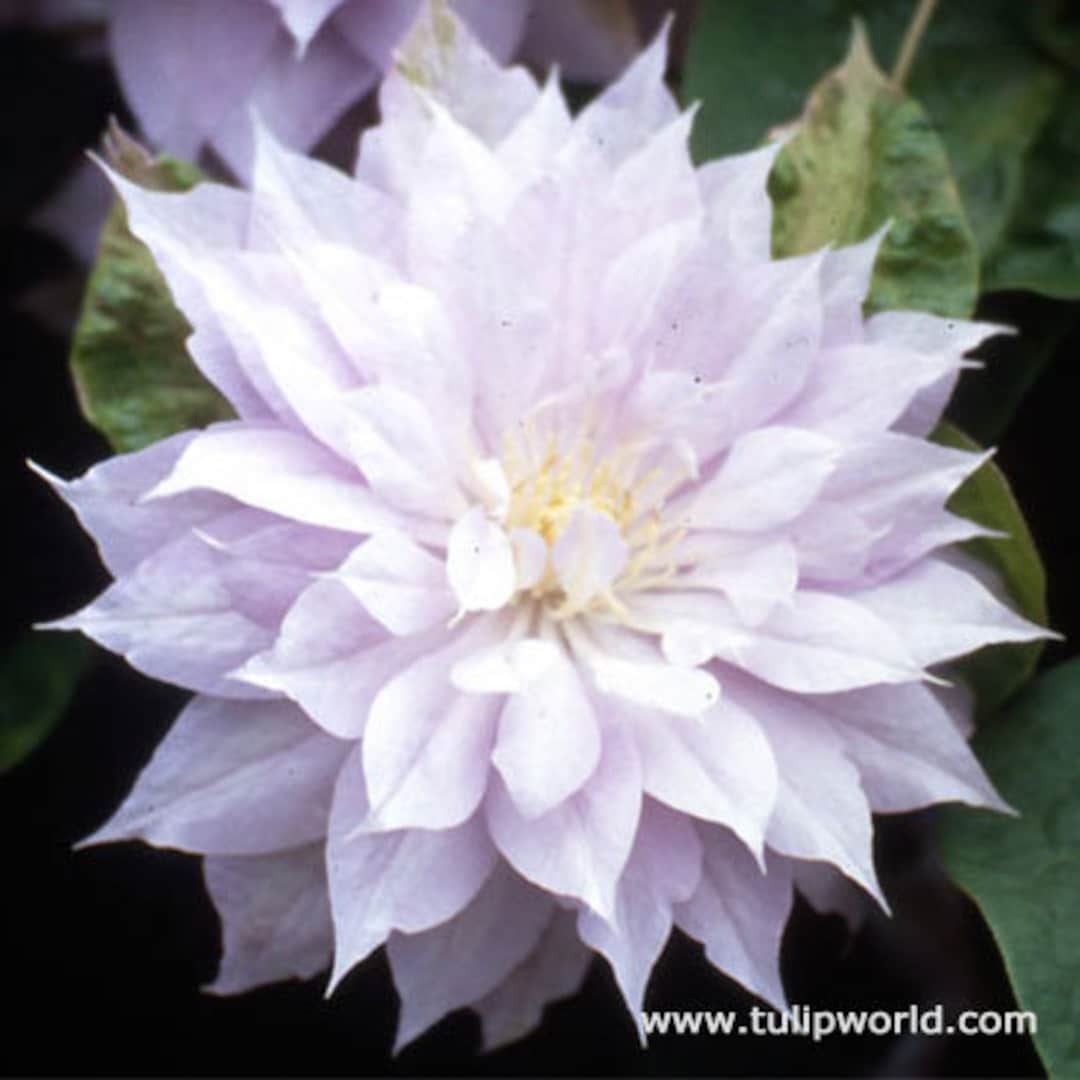 Clematis Double Bloom Silver Cinderella's Ball Live Plant - Etsy