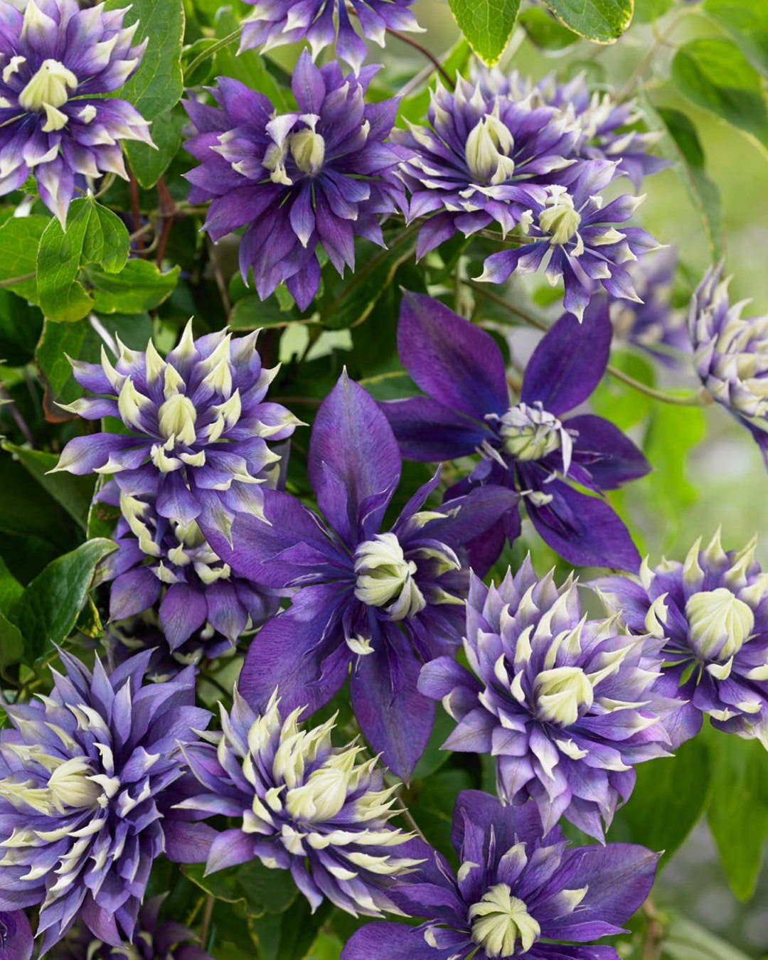 Clematis - Double Violet Flowering Vine Plant - Rapunzel Creme ...