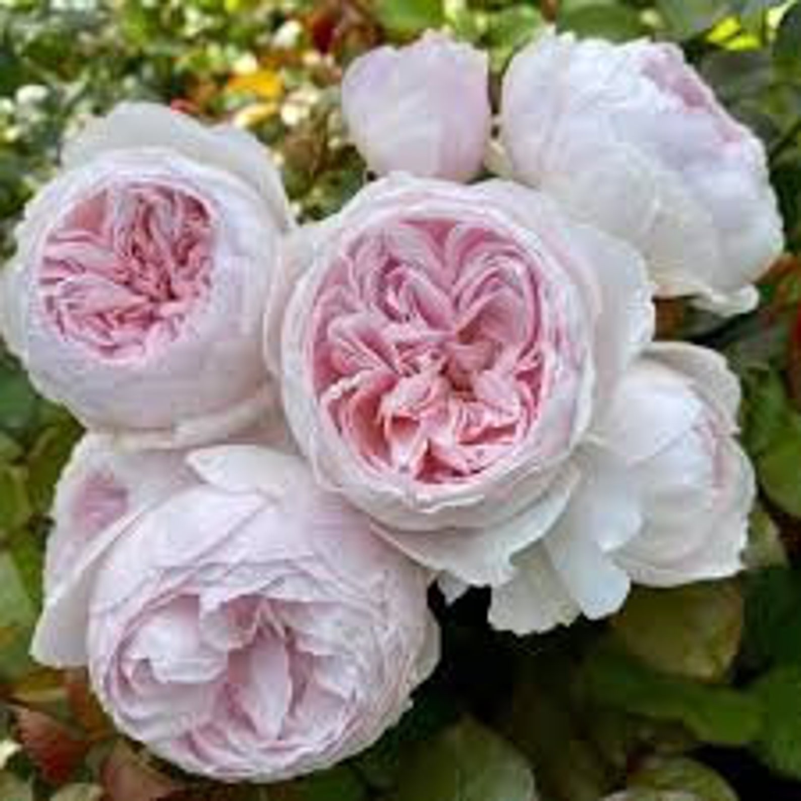 Highly Fragrant Rose Earth Angel Parfuma - Light Pink Sakura Colored - Etsy