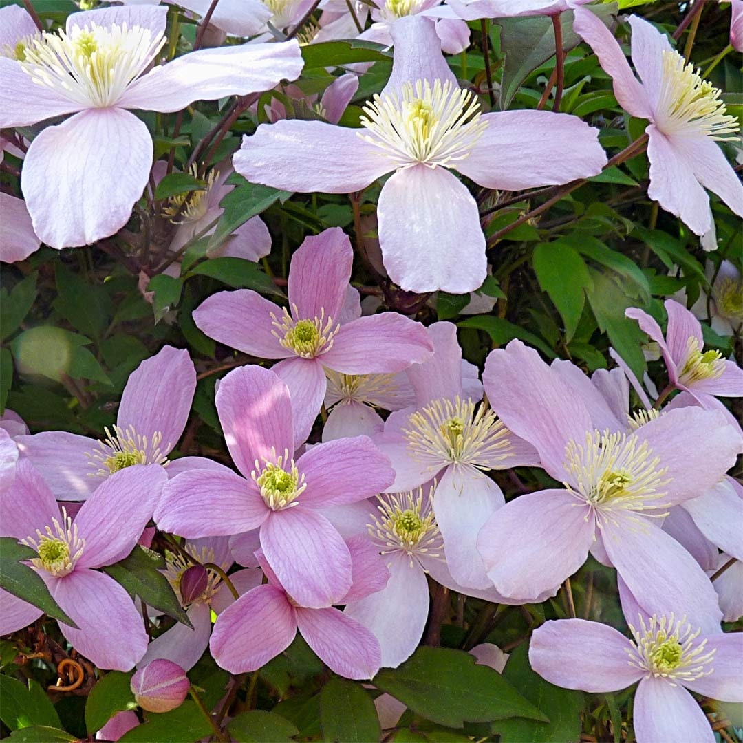 Clematis Pink Pixie Dust Montana Variety Mild Fragrance Group 1 - Etsy