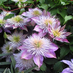 Clematis Flowering Vine Plant - Ruffle Bloom Pink Flowering Vine ...