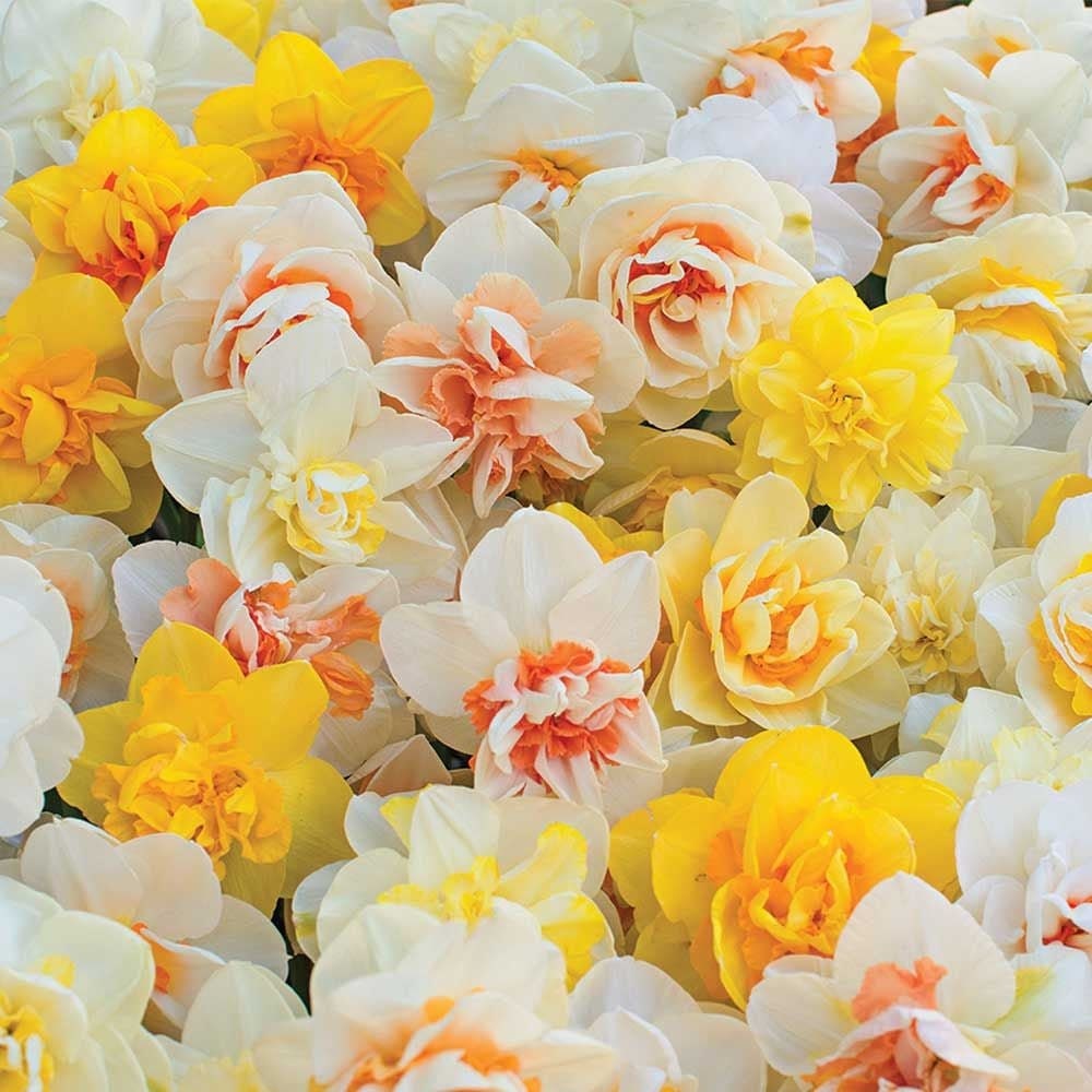 Large Double Bloom Daffodil Fluffy Flower Bulbs - Etsy