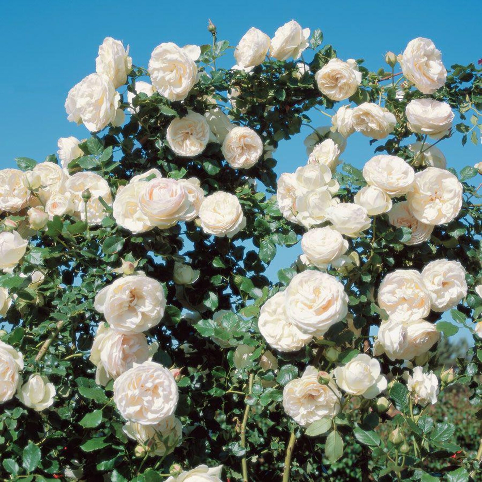 White Eden Climbing Rose - Romantic Peony Cupped Flowers. High Petal ...
