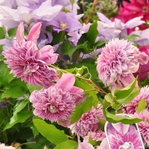 Clematis Flowering Vine Plant - Ruffle Bloom Pink Flowering Vine ...