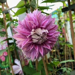 Clematis Flowering Vine Plant - Ruffle Bloom Pink Flowering Vine ...