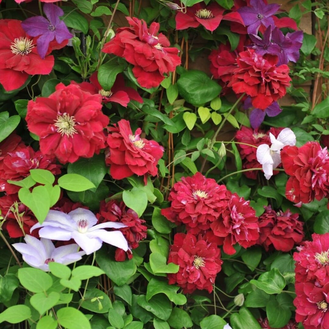 Clematis - Double Bloom Red Flowering Vine Plant - Snow White in Red ...