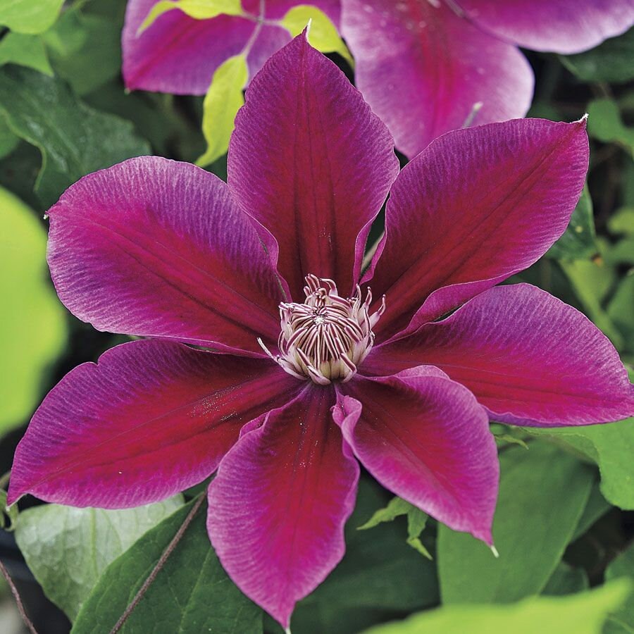 Clematis Flowering Vine Plant Amethyst Ruby Color Changing - Etsy