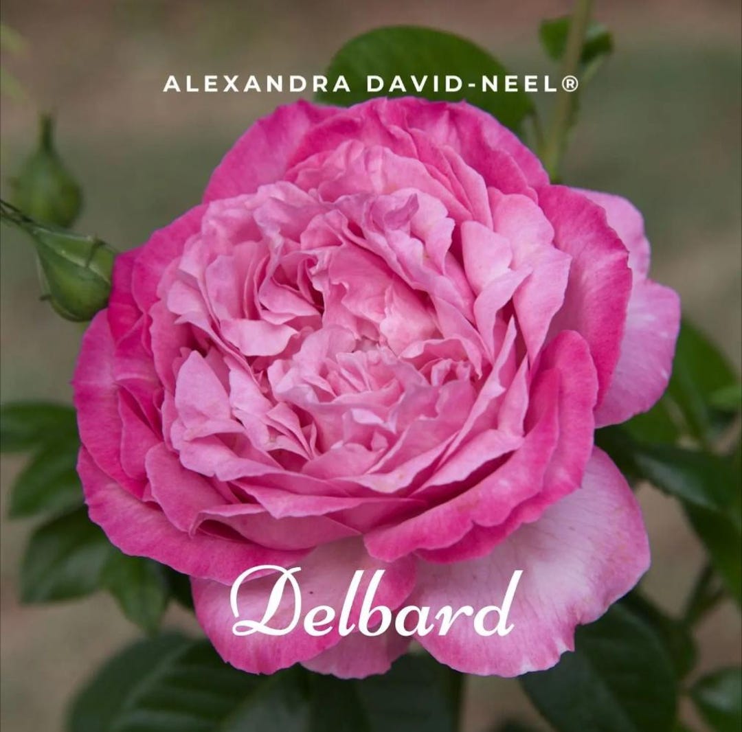 Delbard Alexandra David Neel - Romantic Florist Rose - Floribunda - Etsy