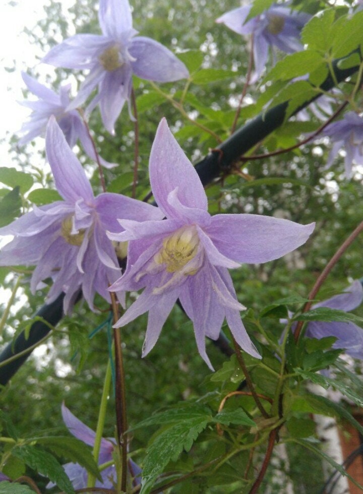 Clematis Alpina Blue Dancer Bell Shaped Periwinkle Climbing Vine - Etsy