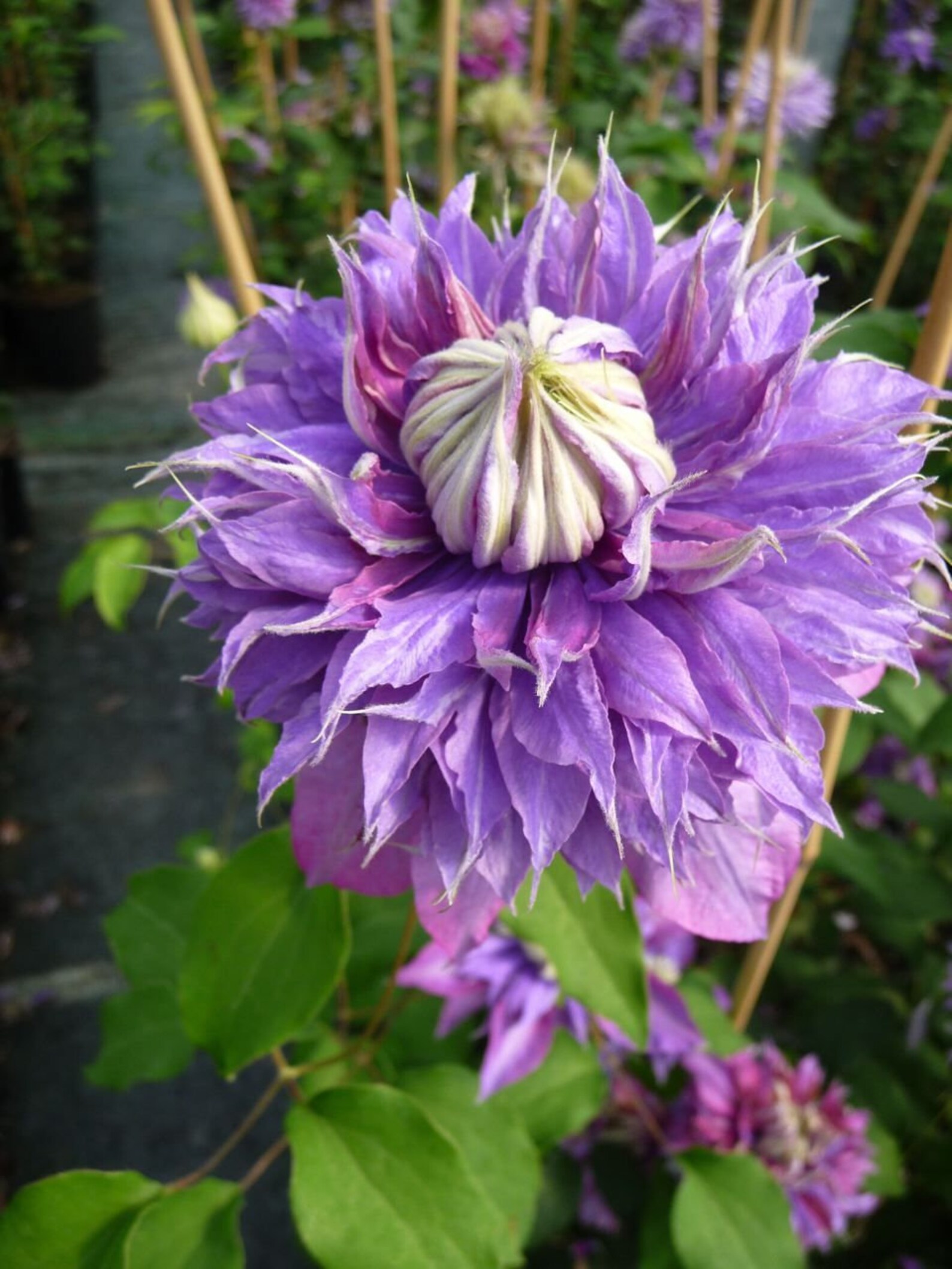 Clematis Flowering Vine Plant Ruffle Bloom Violet Purple - Etsy