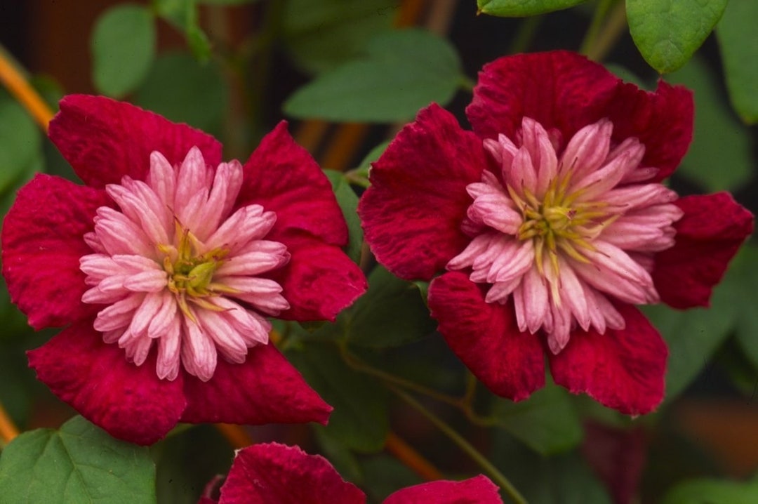 Clematis Flowering Vine Plant - Ruffle Bloom Red Pink Flowering Vine ...