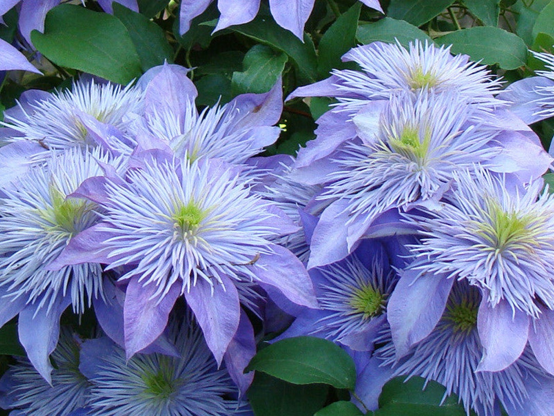 Clematis Flowering Vine Plant - Ruffle Bloom Pink Flowering Vine ...