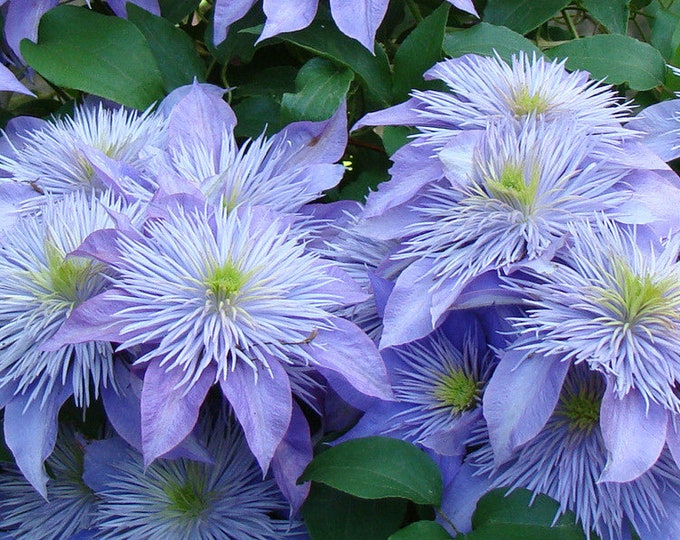 Clematis Flowering Vine Plant Ruffle Bloom Pink Flowering Vine Blushing ...