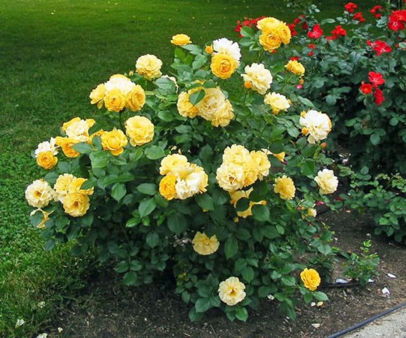 Julia Child Rose - Fragrant Butter Gold Live Plant - Etsy