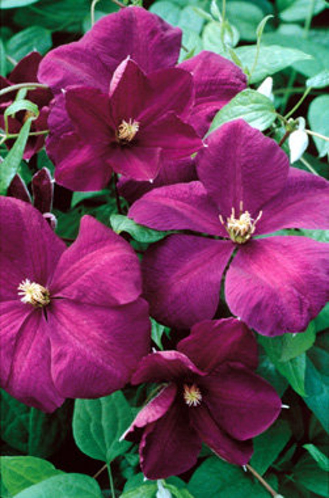 Clematis Flowering Vine Plant - Perrins Pride - Live Plant - Etsy