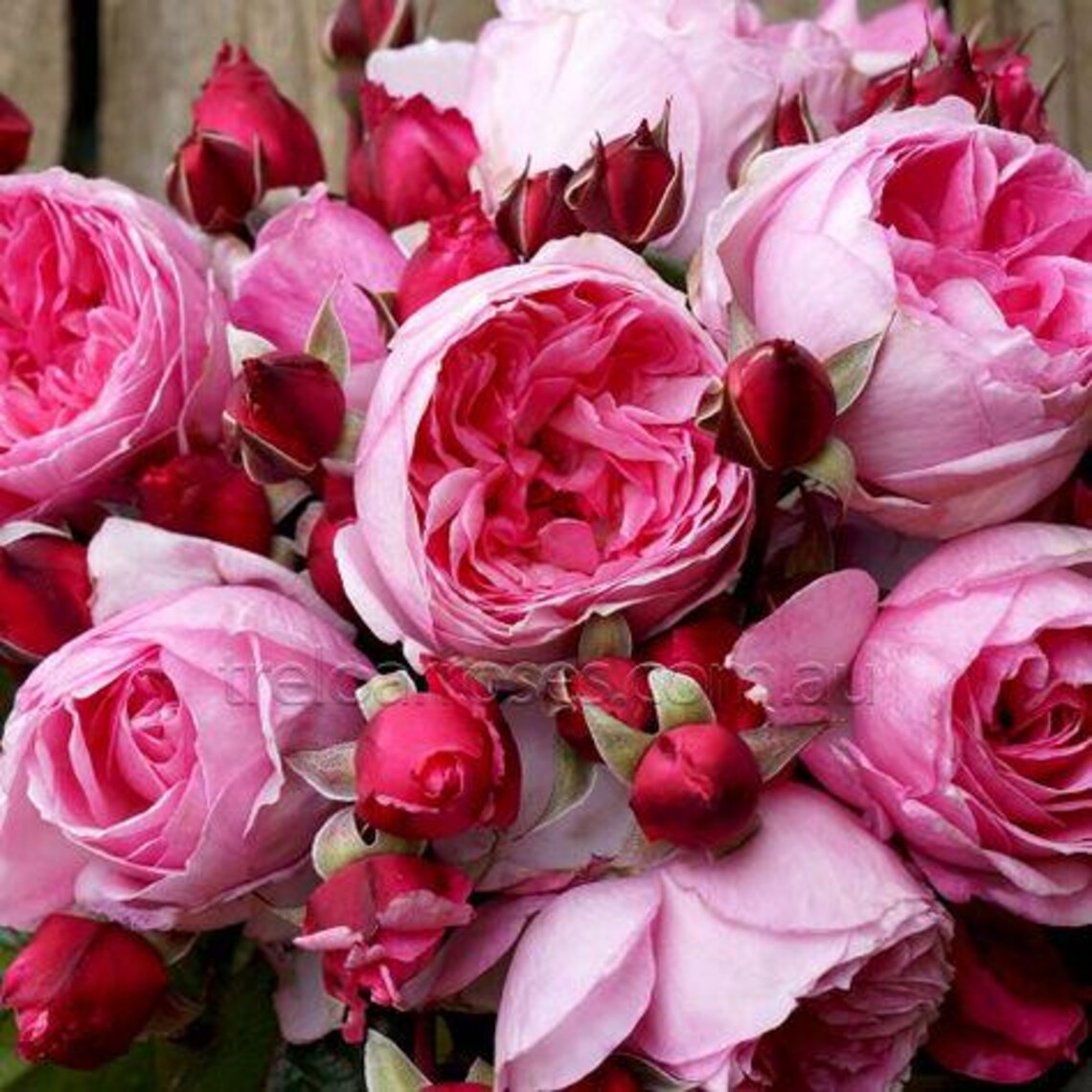 Fragrant English Rose Climbing Kiss Me Kate - Pink - Etsy