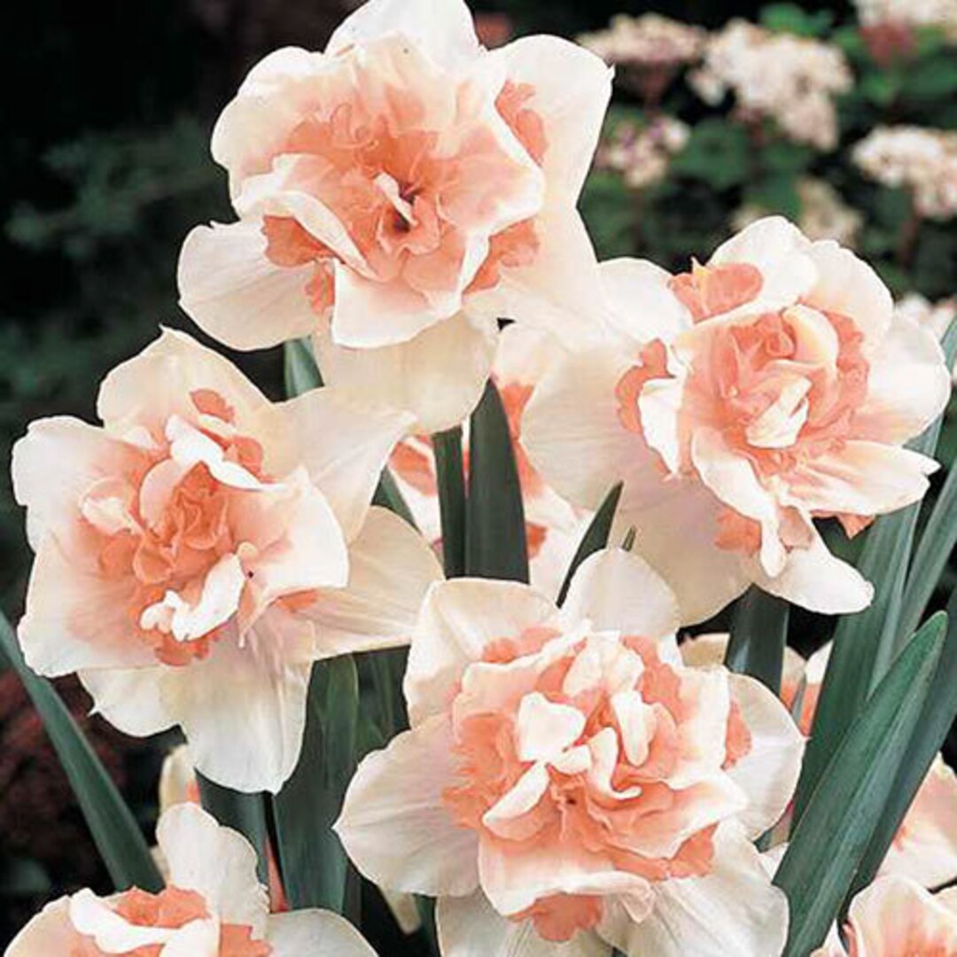 Large Double Bloom Pink Daffodil Fluffy Flower Bulbs - Etsy