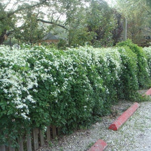 Clematis - White Pixie Dust - Sweet Autumn Blooming - Fragrant ...