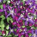 Clematis - Plum Pixie Dust - Sweet Summer Blooming - Fragrant ...