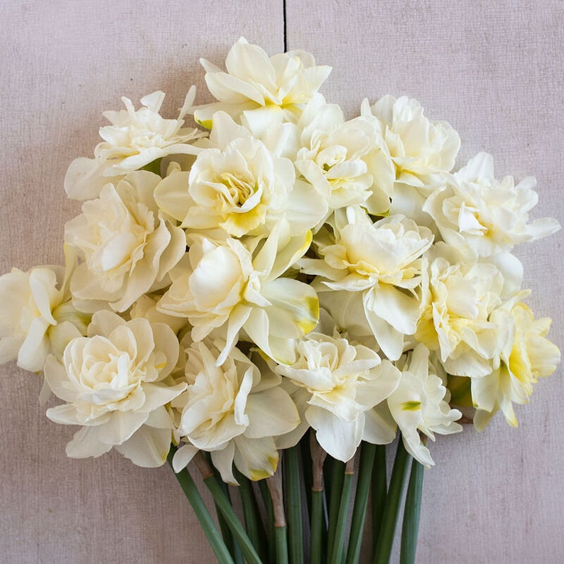 Large Double Bloom Daffodil Fluffy Flower Bulbs - Etsy