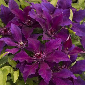Clematis Flowering Vine Princess Anna Fleuri - Live Plant - Etsy