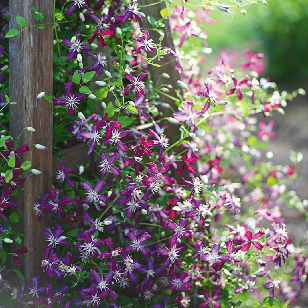 Clematis - Plum Pixie Dust - Sweet Summer Blooming - Fragrant ...