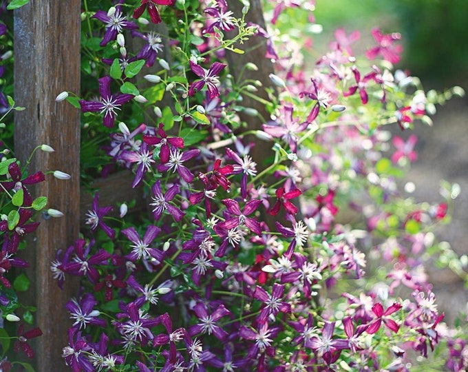 Clematis - Plum Pixie Dust - Sweet Summer Blooming - Fragrant ...