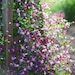 Clematis Flowering Vine Princess Anna - Etsy