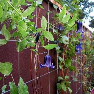 Clematis - Blue Mermaid Tears - Bell Shaped Indigo Blue Violet ...