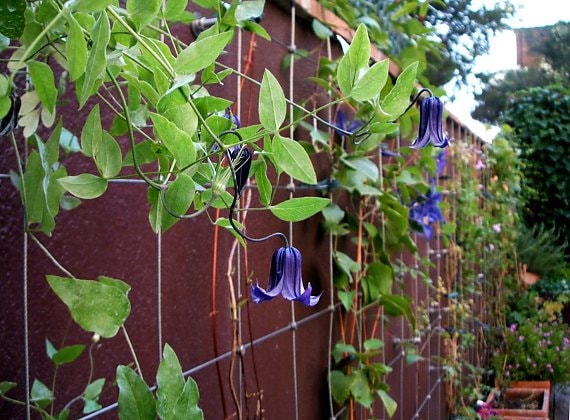 Clematis - Blue Mermaid Tears - Bell Shaped Indigo Blue Violet ...