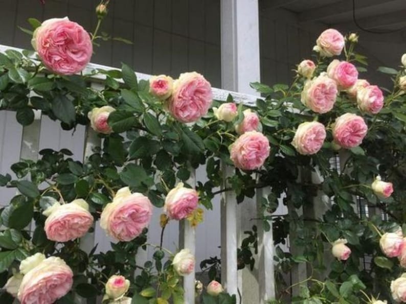 Fragrant English Rose Climbing Kiss Me Kate - Pink - Etsy