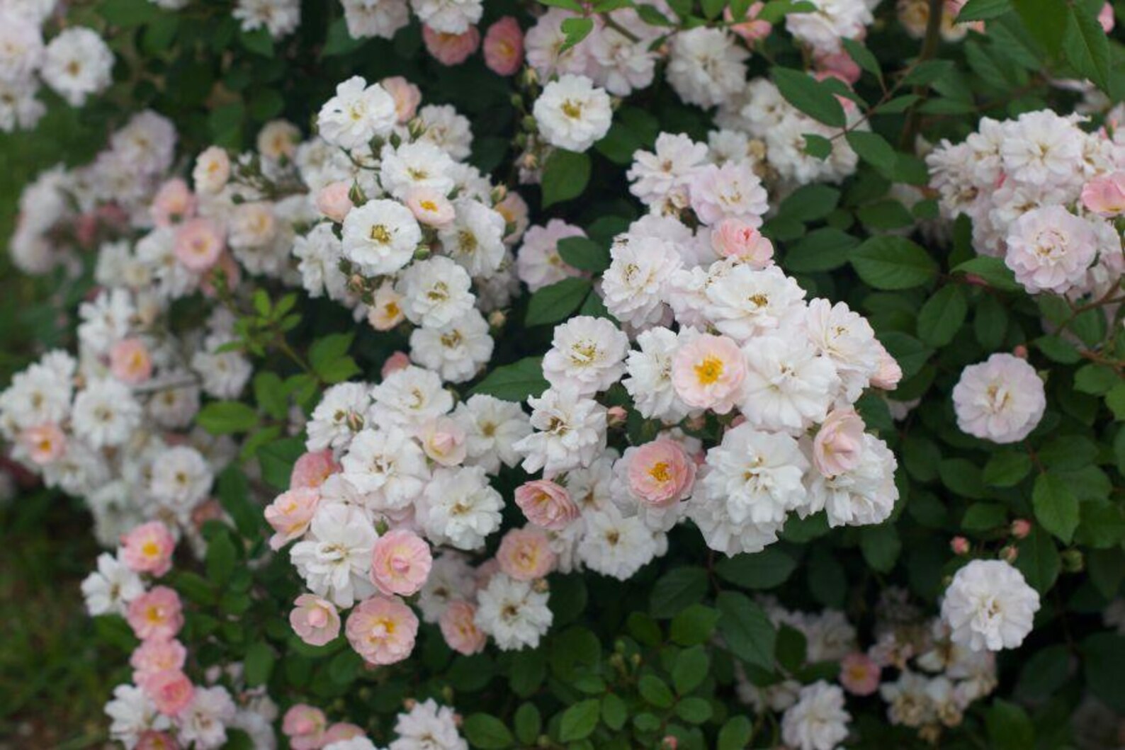 Very Fragrant Rose Perfume Breeze - Light Sakura Pink - Etsy