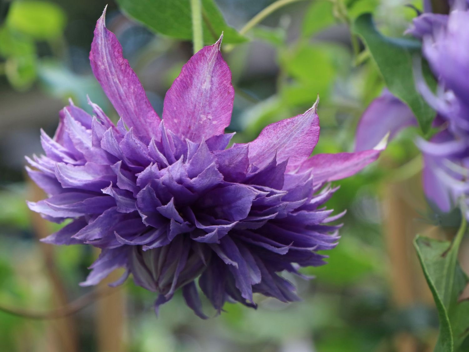 Clematis Flowering Vine Plant Ruffle Bloom Violet Purple Flowering Vine ...
