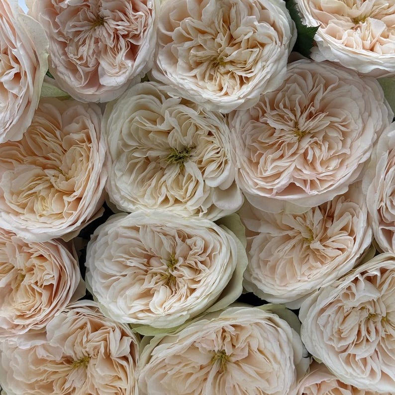 Darlington Rose - Romantic Florist Cut Rose - - Etsy