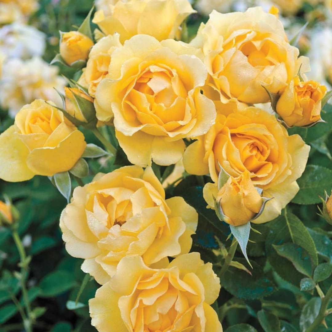 Julia Child Rose - Fragrant Butter Gold Live Plant - Etsy
