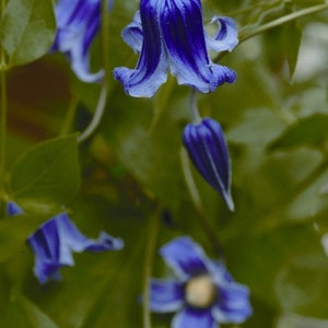 Clematis - Blue Mermaid Tears - Bell Shaped Indigo Blue Violet ...