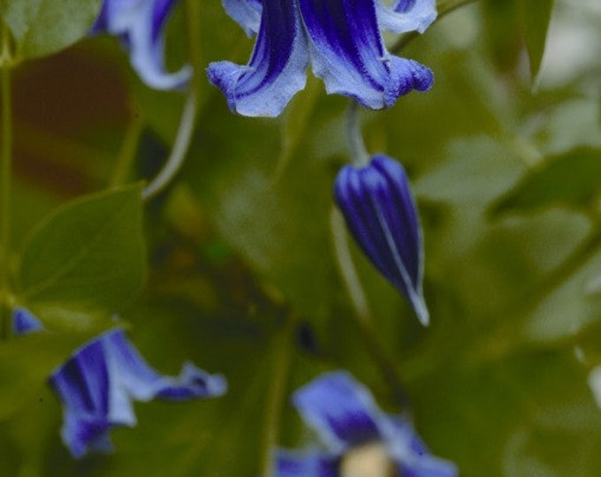 Clematis - Blue Mermaid Tears - Bell Shaped Indigo Blue Violet ...