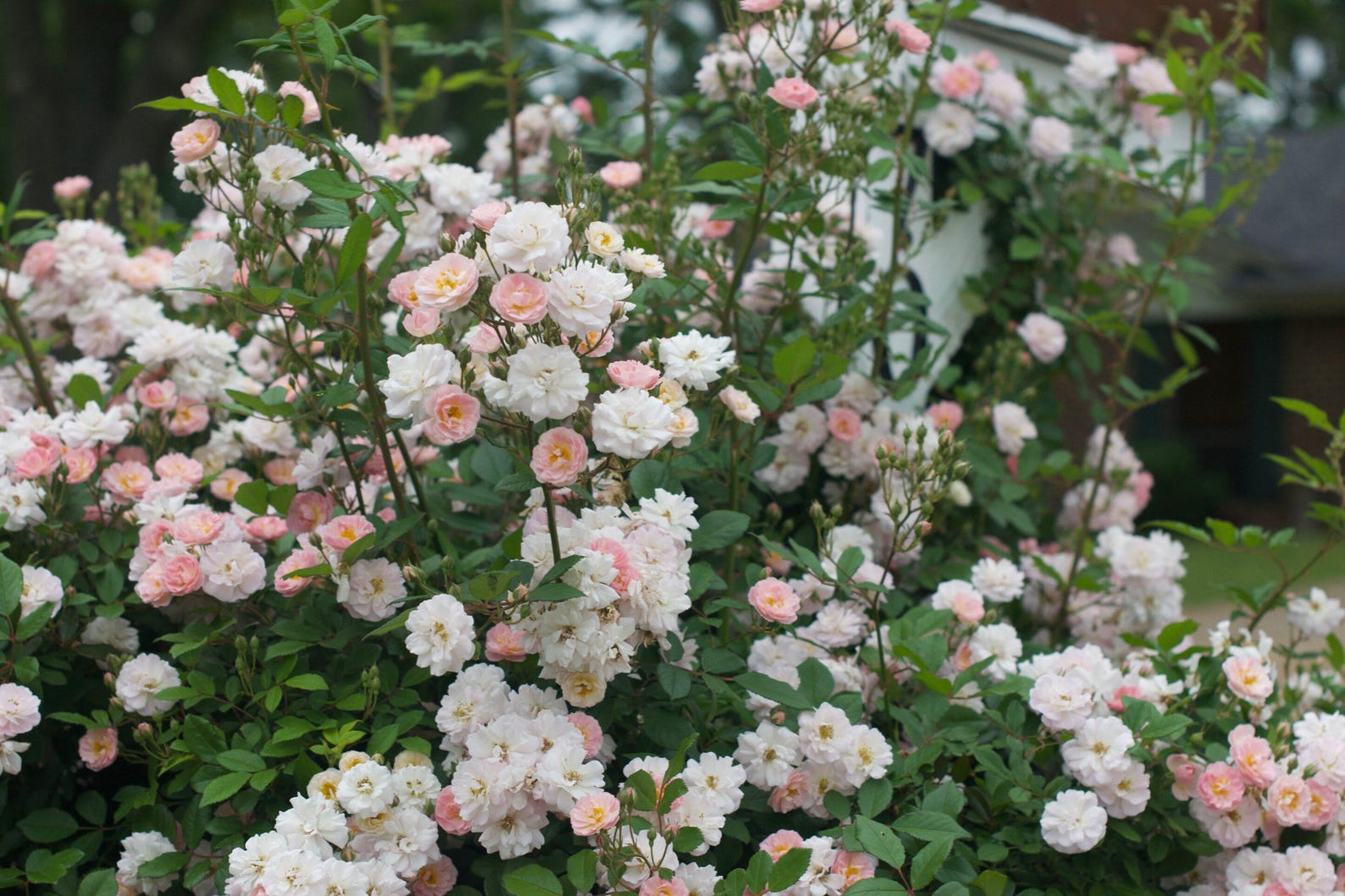 Very Fragrant Rose Perfume Breeze - Light Sakura Pink - Etsy