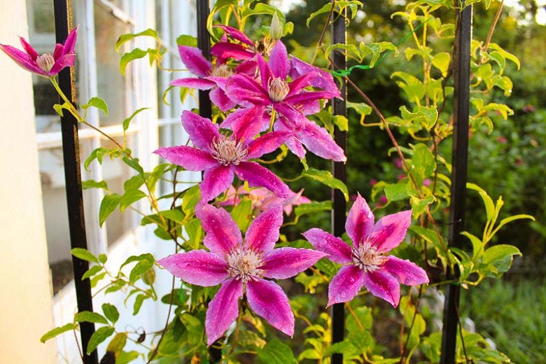 Clematis Flowering Vine Plant Amethyst Ruby Color Changing - Etsy