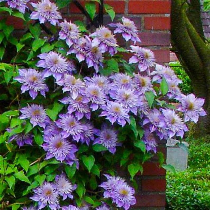 Clematis Flowering Vine Plant Ruffle Bloom Pink Flowering Vine Rapunzel ...