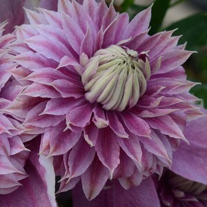 Clematis Flowering Vine Plant - Ruffle Bloom Pink Flowering Vine ...