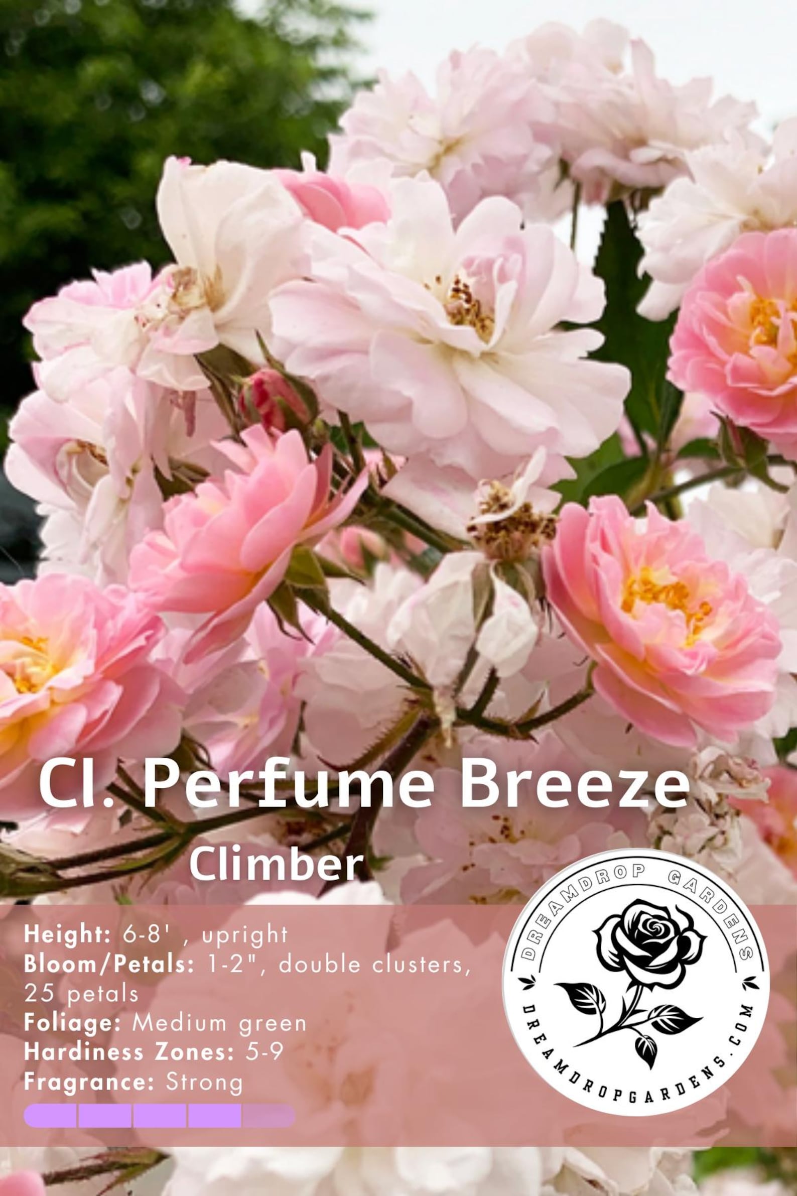Very Fragrant Rose Perfume Breeze - Light Sakura Pink - Etsy