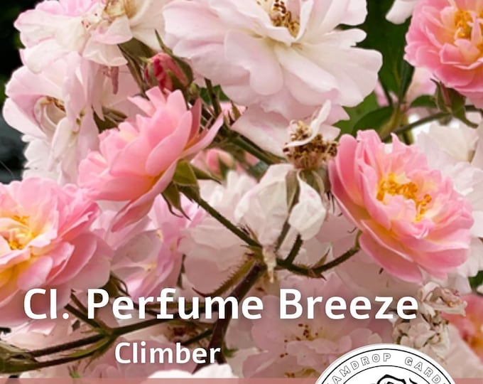 Very Fragrant Rose Perfume Breeze - Light Sakura Pink - Etsy